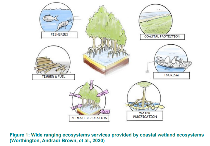 Climate Action Day 69 – Support Coastal Wetland Conservation – Rescue ...